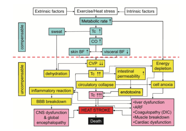 Management of HeatStroke - Real Response